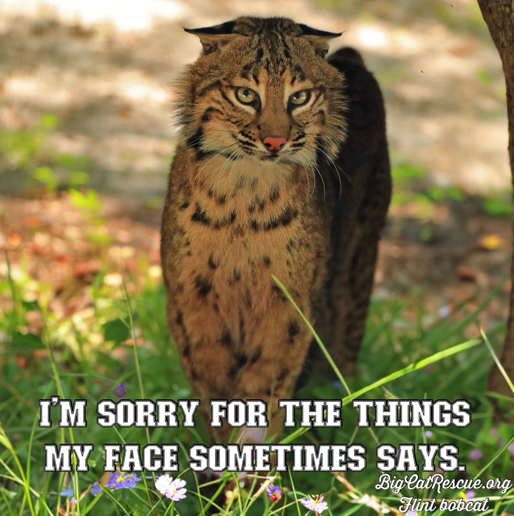 Im Sorry Meme Face