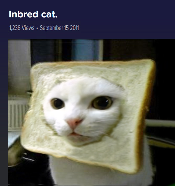 Loaf Cat Memes