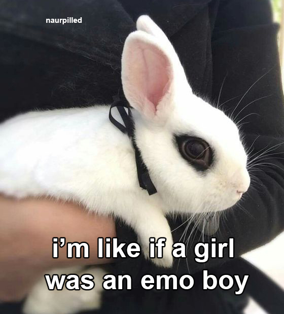 Emo Bunny Memes Emo Rabbit By Semi Poetic Suicide On DeviantArt