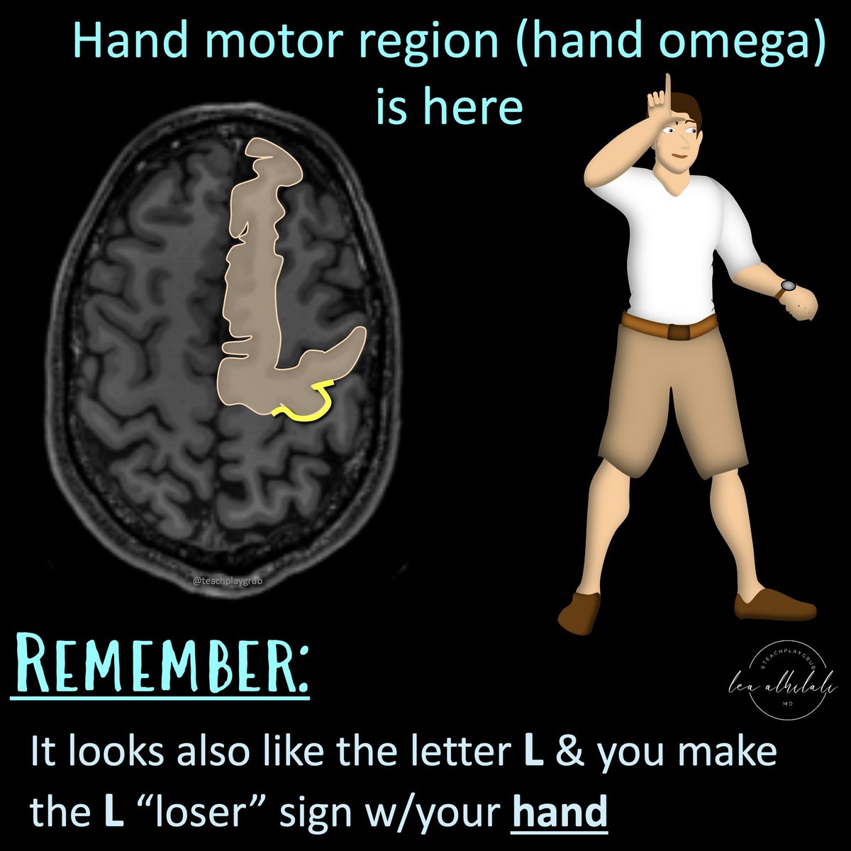 1/Nothing is more CENTRAL to reading an MRI than finding the CENTRAL ...