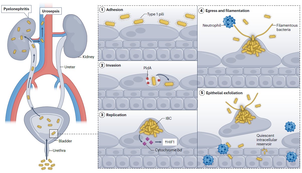 Urinary Tract Infection Pathogens Urinary Tract Infections (UTIs)