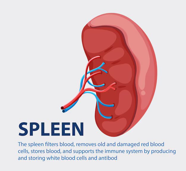 ENLARGED SPLEEN The spleen has a way of minding its business in health ...