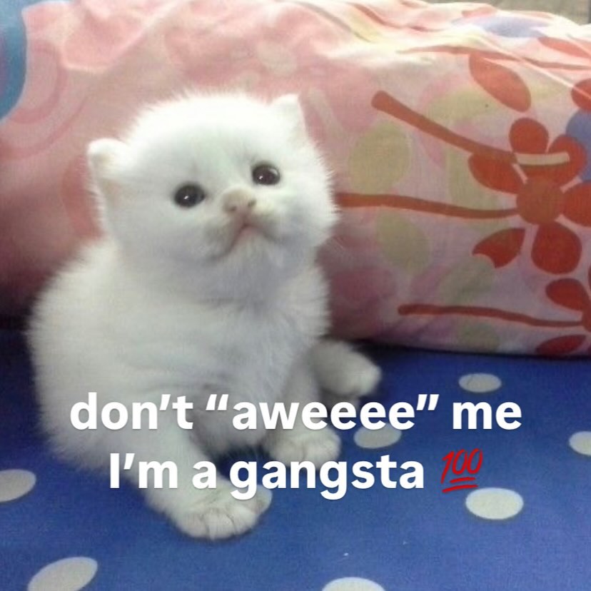 Gangsta Cat Meme