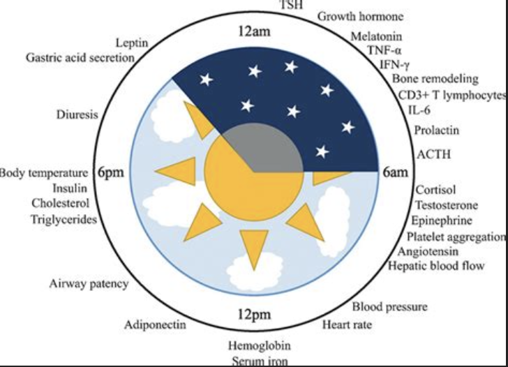 Circadian rhythm: The 24 hour clock that controls our: -Cells -Hormones ...