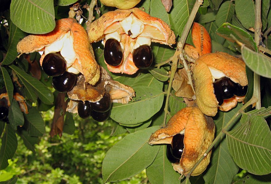 That’s Ackee plant, Blighia sapida. Family name sapindaceae (soapberry ...