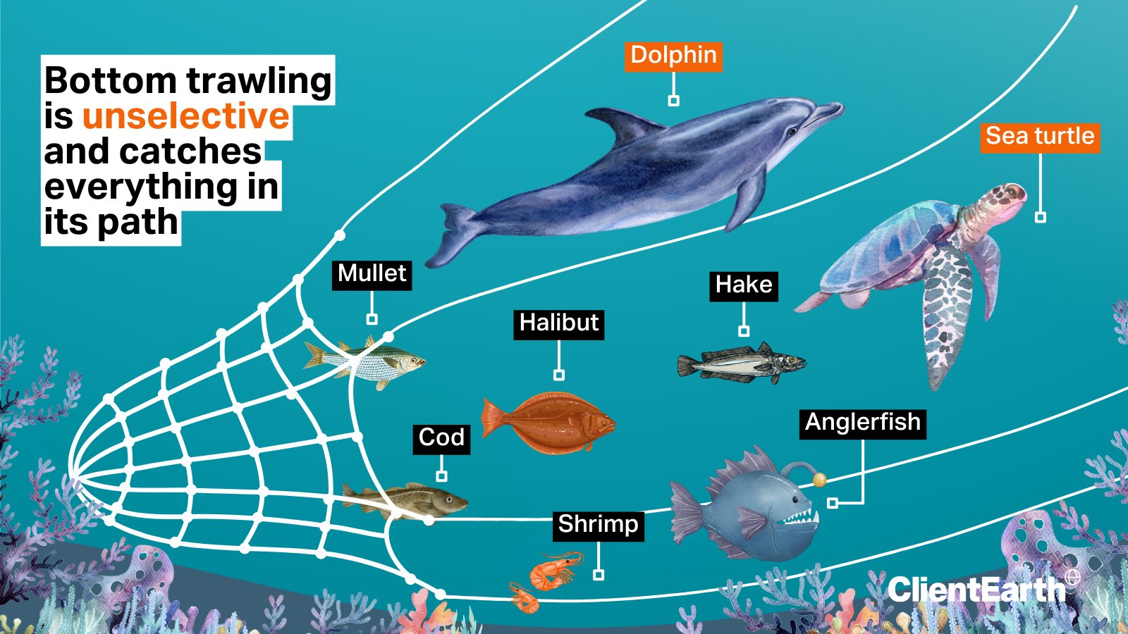 Dolphin Life Cycle LESSON 6 – Life Cycles | Droso4schools