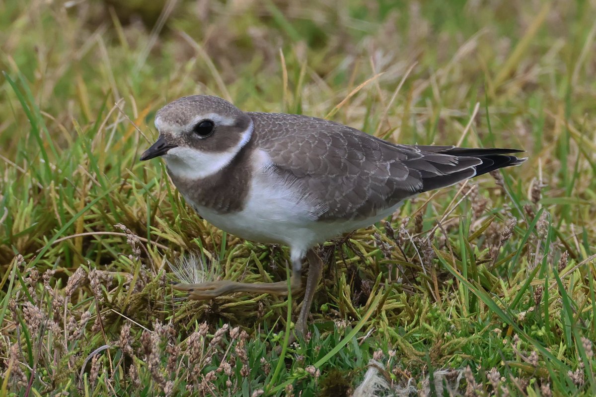 Wednesday 10th August 2022 - Cornwall Birds (CBWPS)