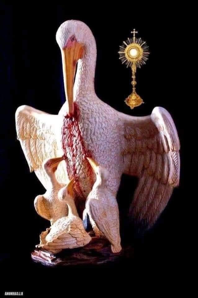 THE PELICAN🇻🇦🕊️ The pelican is one of the symbols or representation of ...