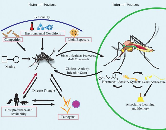 Mosquito Bite Diagram Figure Thigh Abscesses At The Sites Of Mosquito