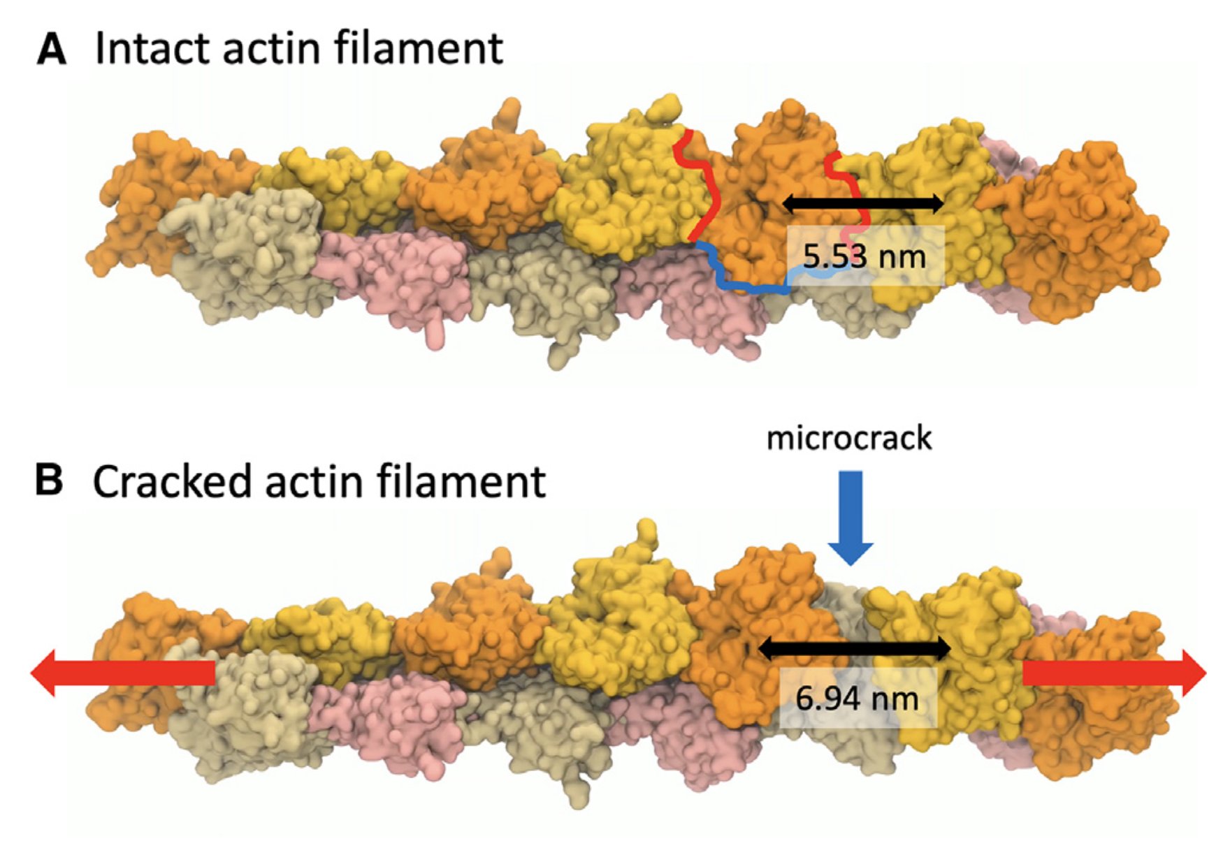 Actin Filaments Using Cell Structures To Develop Functional