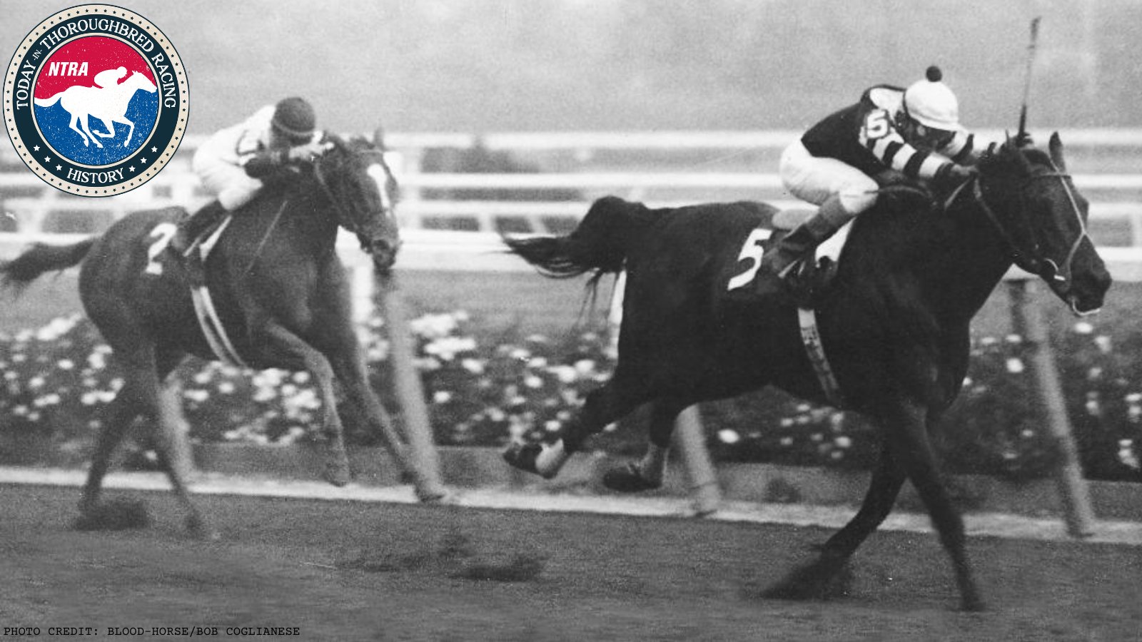 Affirmed Horse Wallpaper