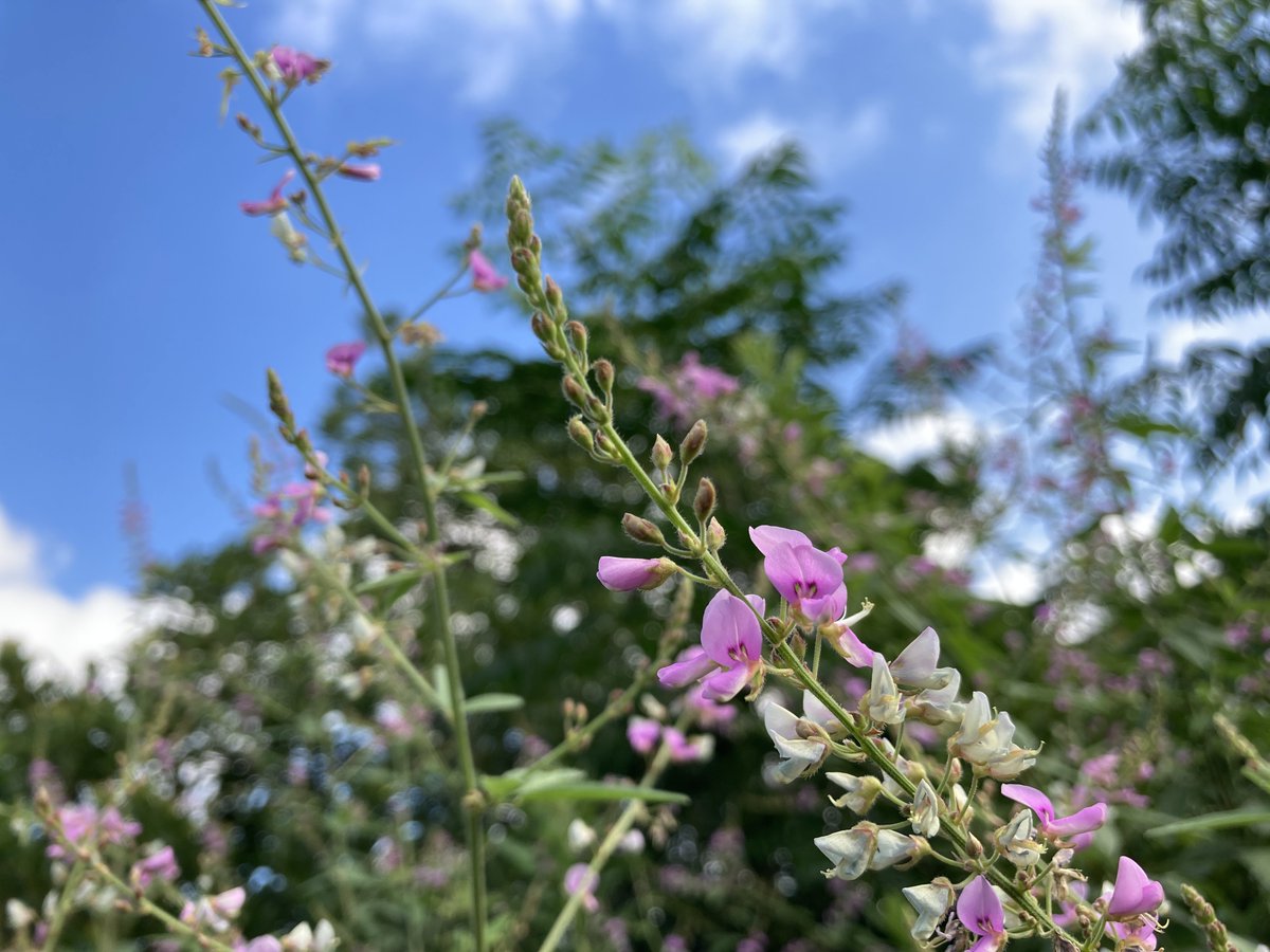 楓葉荻花秋瑟瑟 ふうようてきかあきしつしつ 漢詩で楓の葉や荻おぎ）の花に 秋風が吹く様を詠んだもの。 まだまだ昼間は夏のようですが、 萩 4271