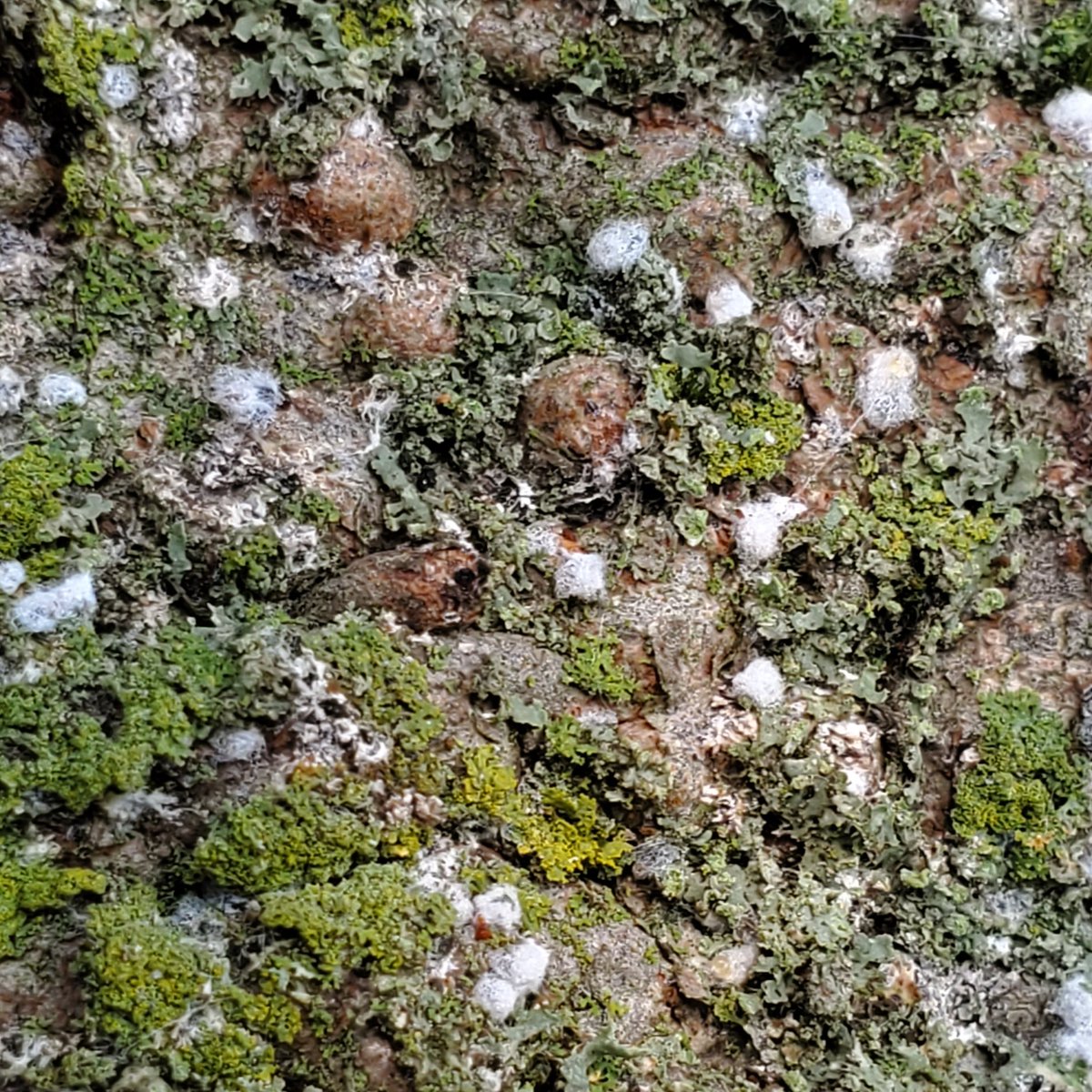 Michigan’s Aquatic Invasive Species Landing Blitz - Michigan Invasive ...