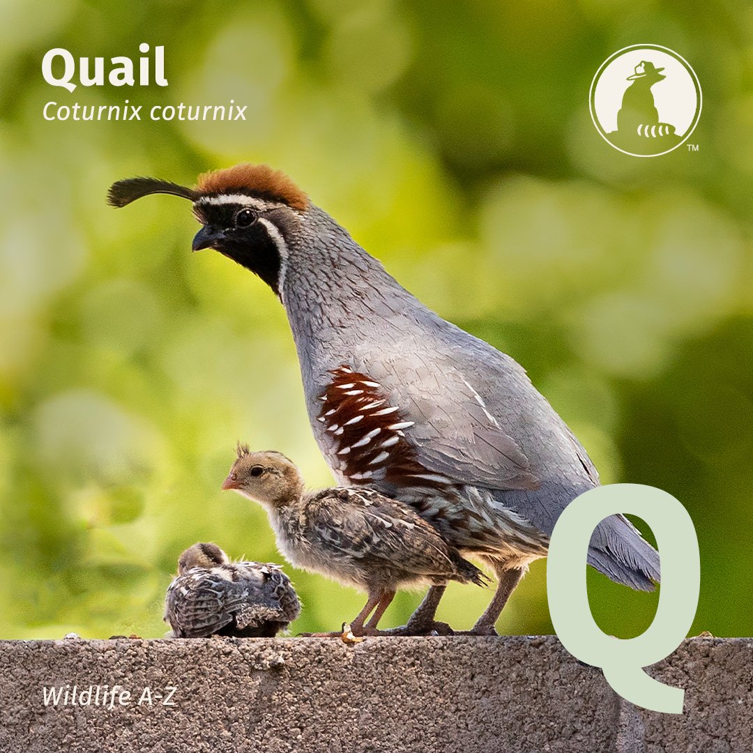 Quail Flying Pictures Do Quail Fly? Chickadee Chase Blog