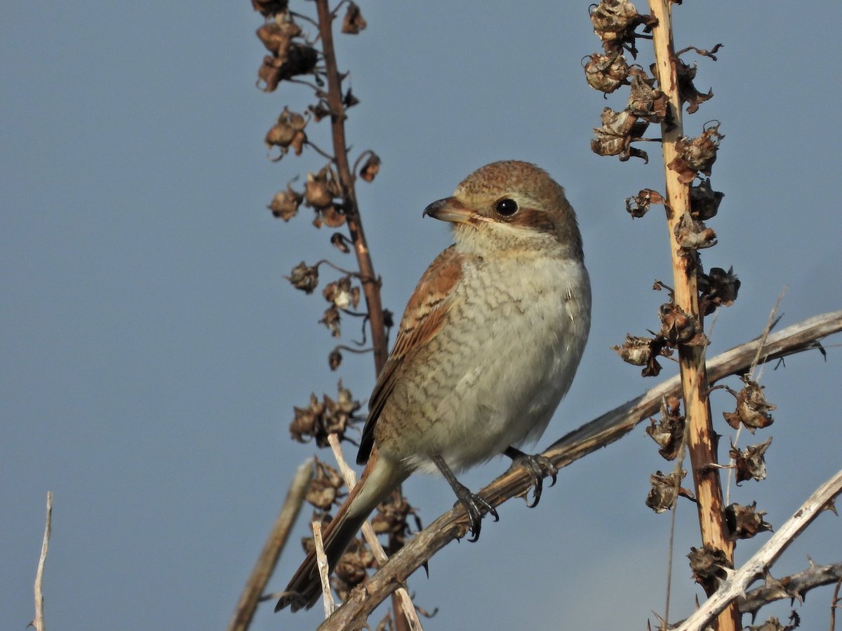 Tuesday 16th May 2023 - Cornwall Birds (CBWPS)