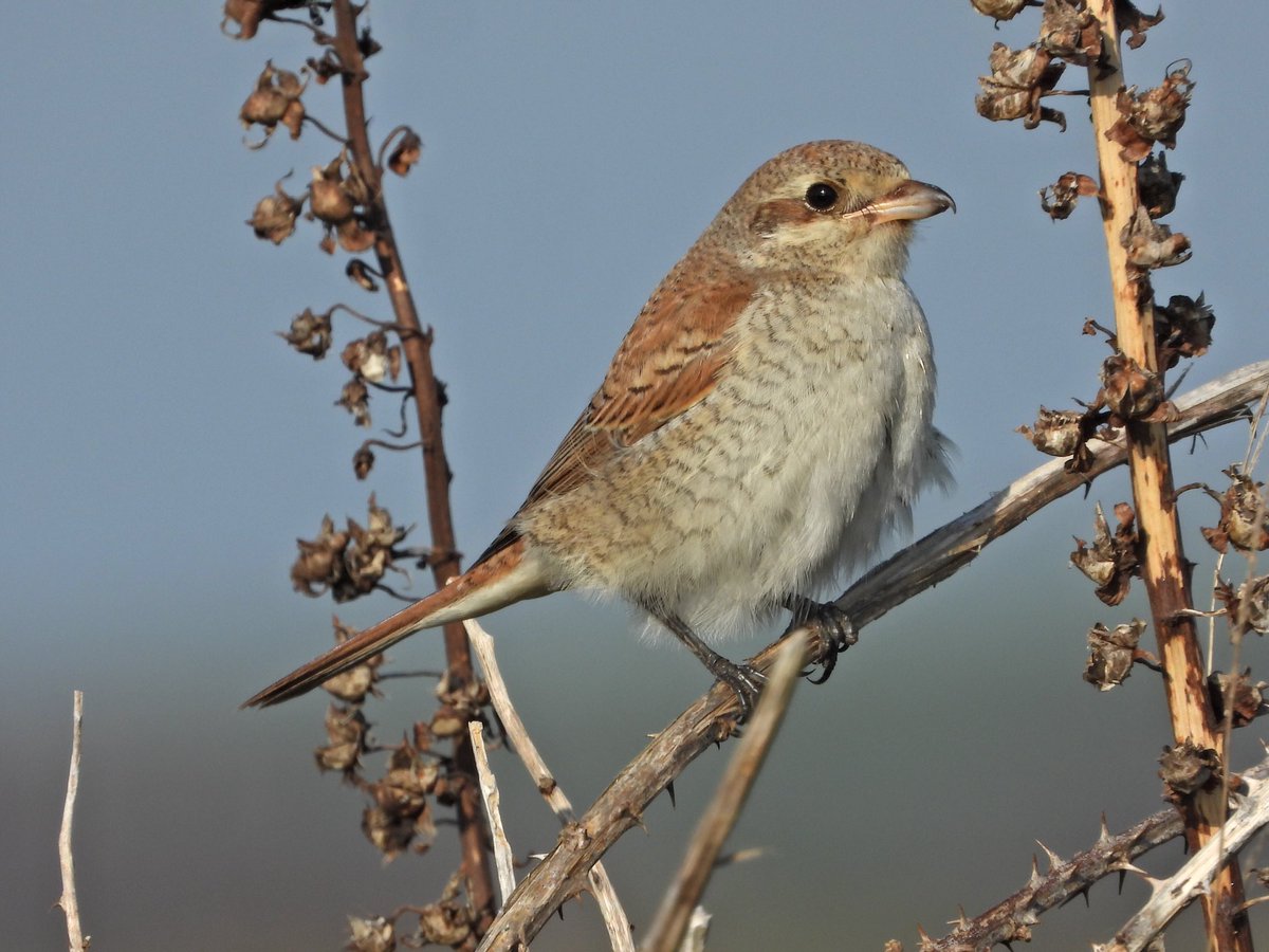 Tuesday 16th May 2023 - Cornwall Birds (CBWPS)