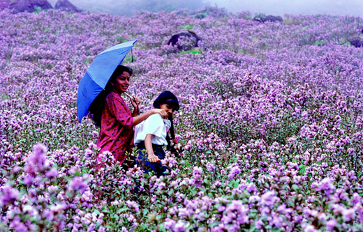 Neelakurinji flowers, which bloom once in 12 years, are blooming in ...