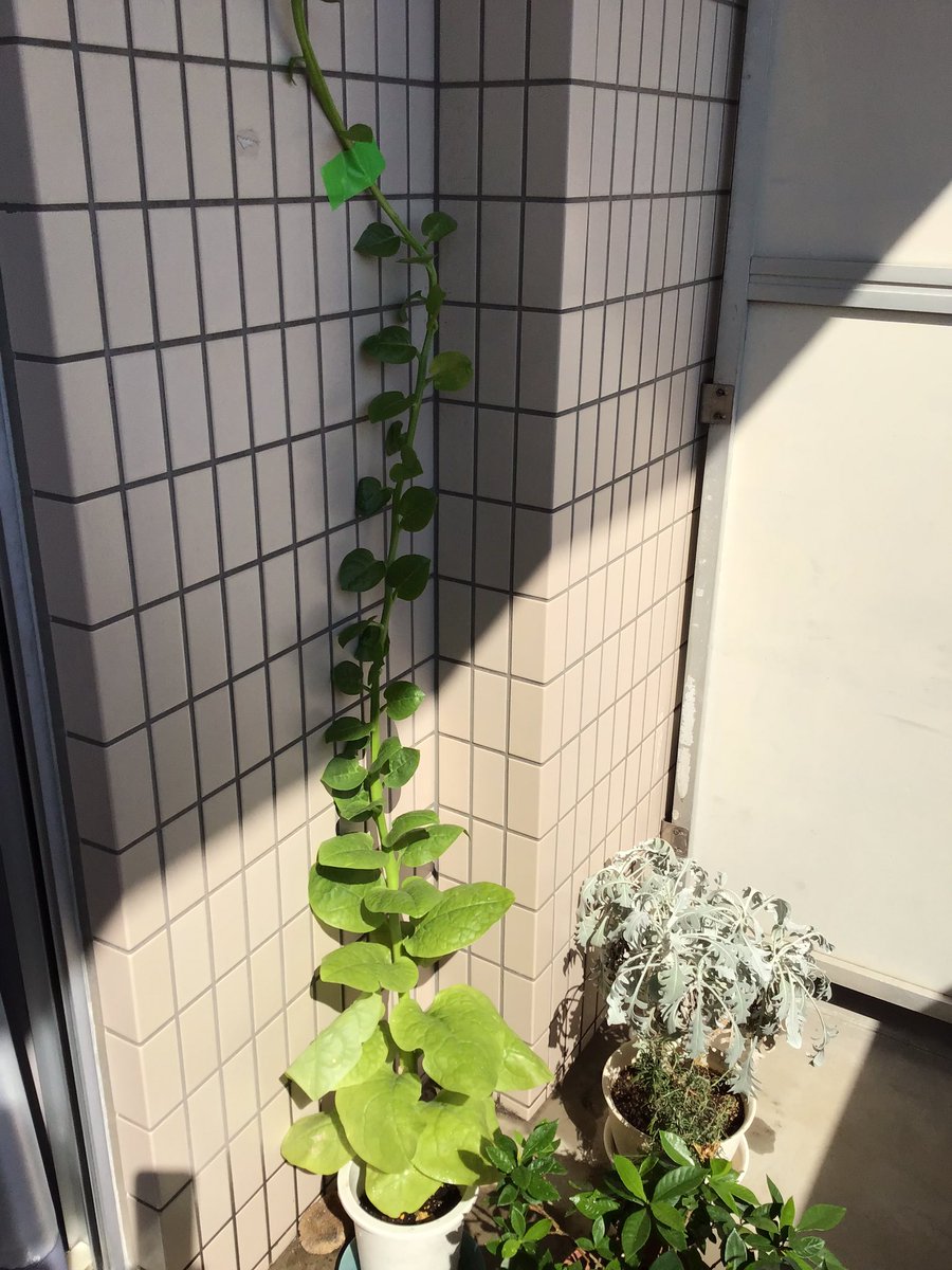 さえ @ 螺旋階段の上へ(@sae_cararu) - Twilog (ツイログ)