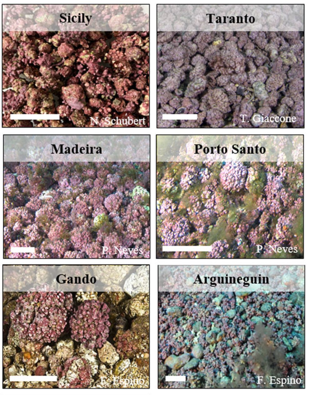 Pink Coralline Algae Algae – Encrusting Coralline Algae – Barwon