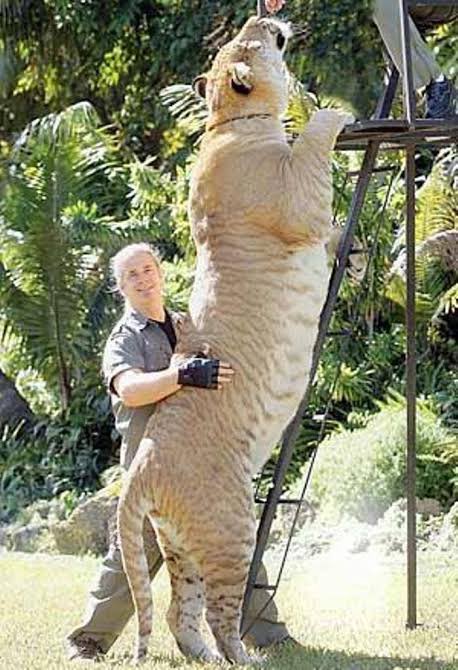 Worlds Biggest Cat