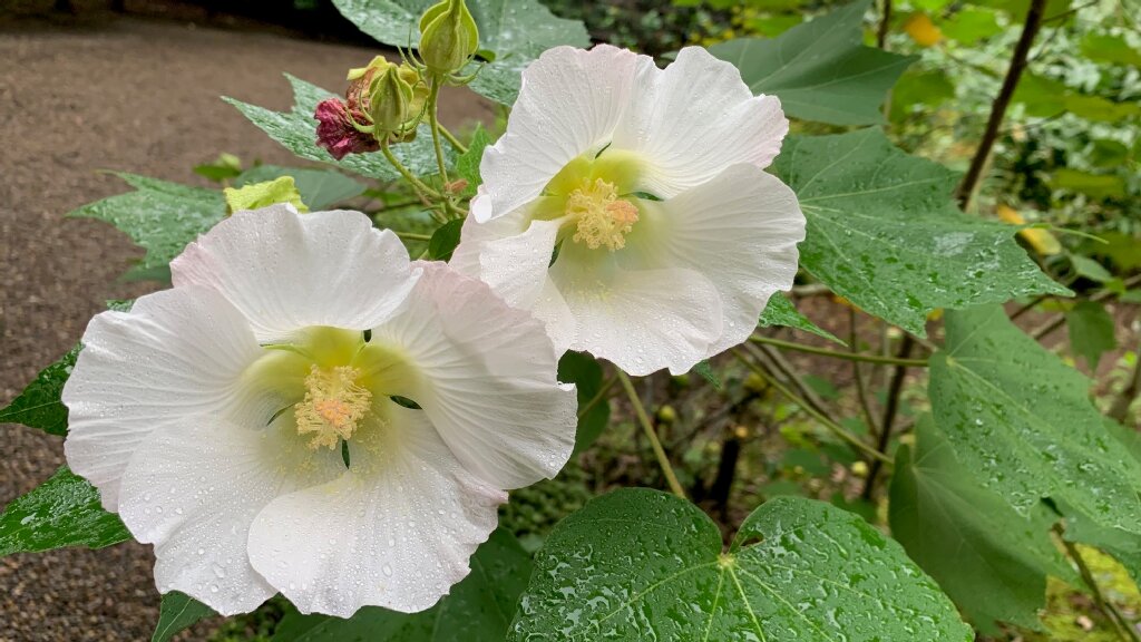 Fragment兎影館｜白座(@Fantas_magorie) - Twilog (ツイログ)