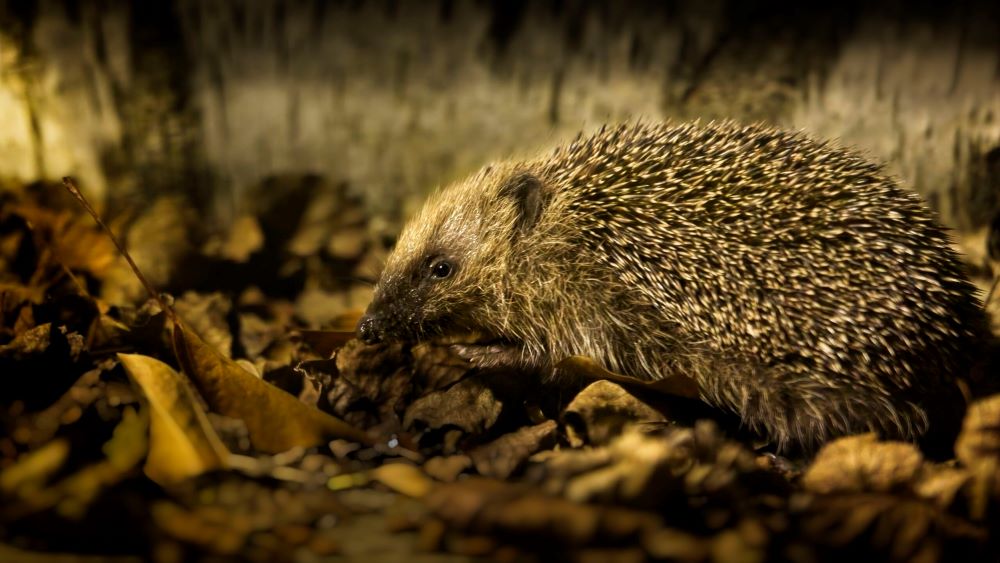 Twiggy sparks bonfire night hedgehog checks! - The British Hedgehog ...