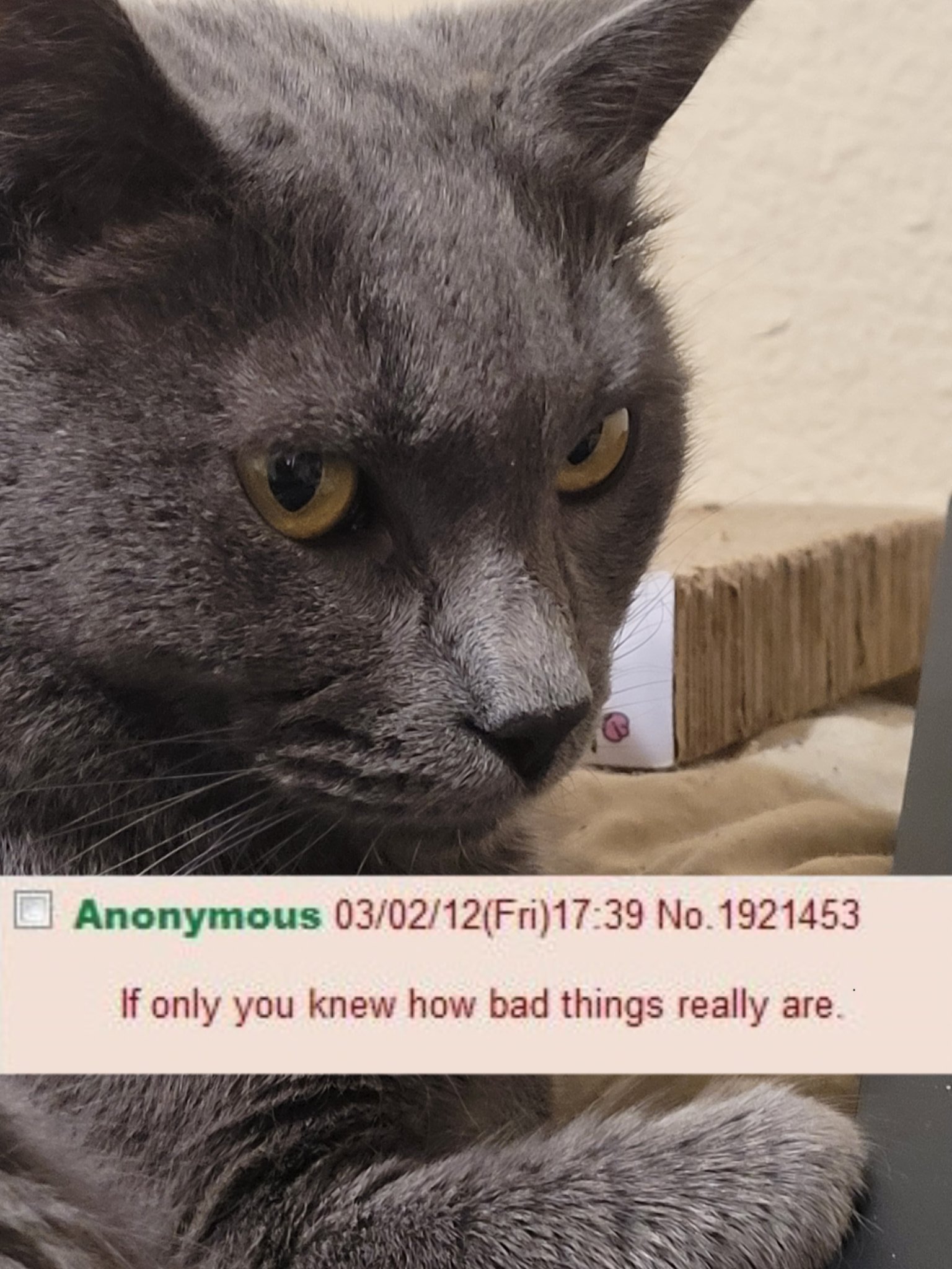 Meme Cat Fml Cat Like Reflexes GIFs | Tenor