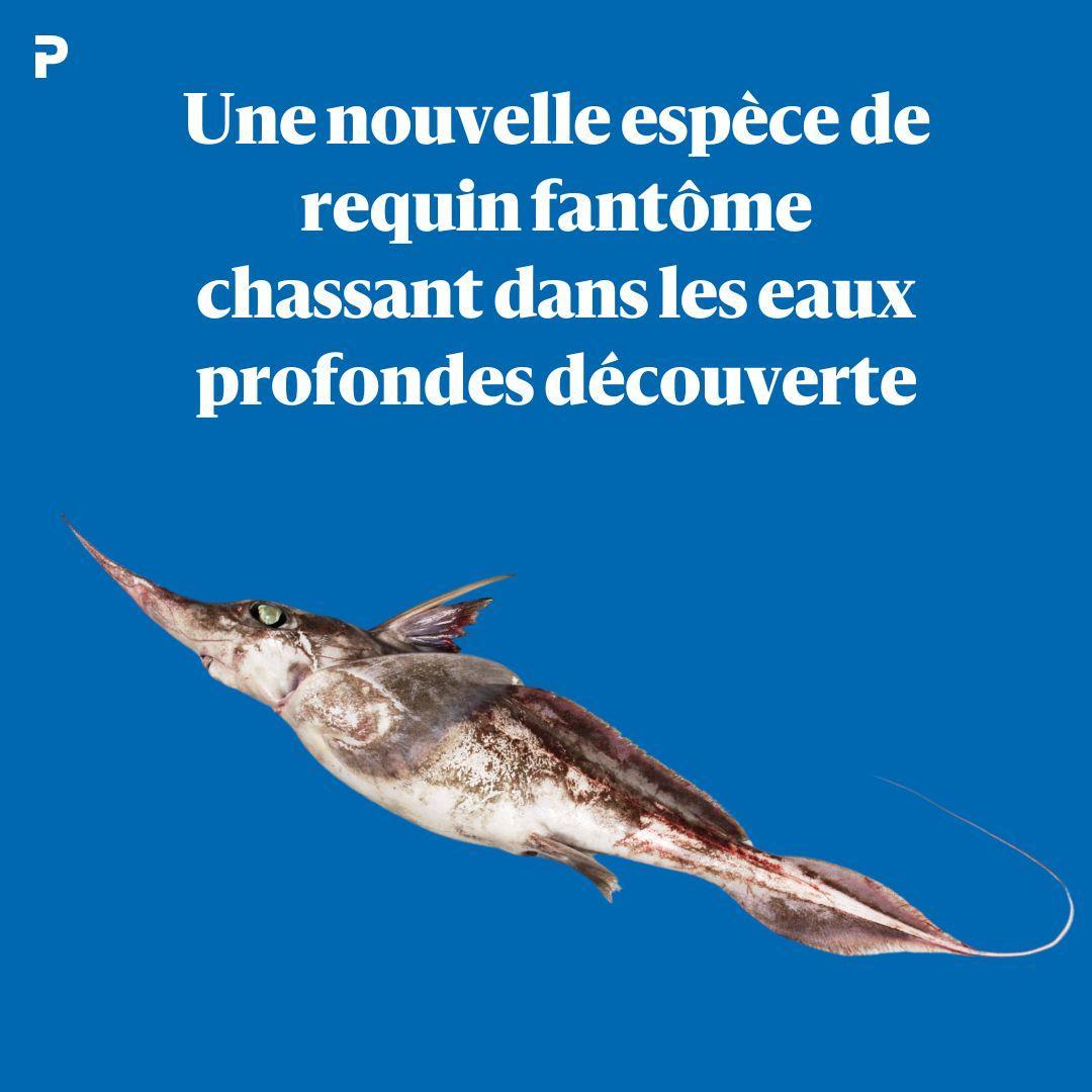 Requin Fantôme Requinmania : Plongez Dans Le Monde Fascinant Des
