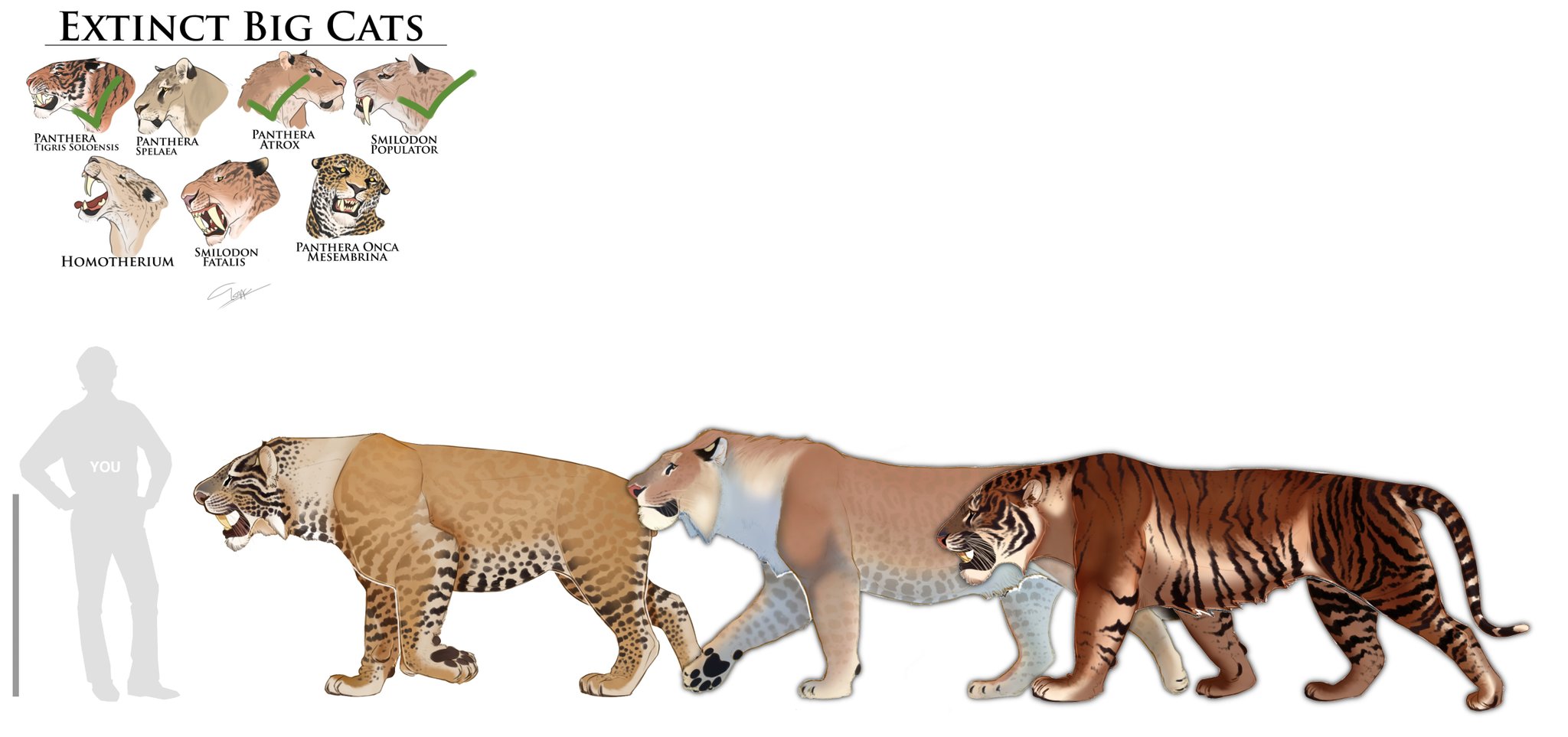 Smilodon Populator Size Comparison