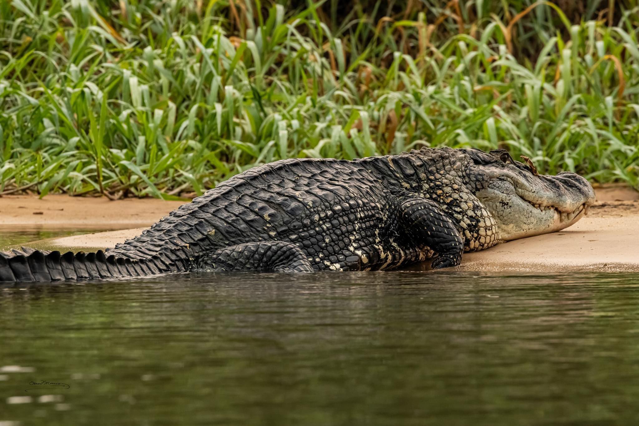 Black Caiman Crocodile
