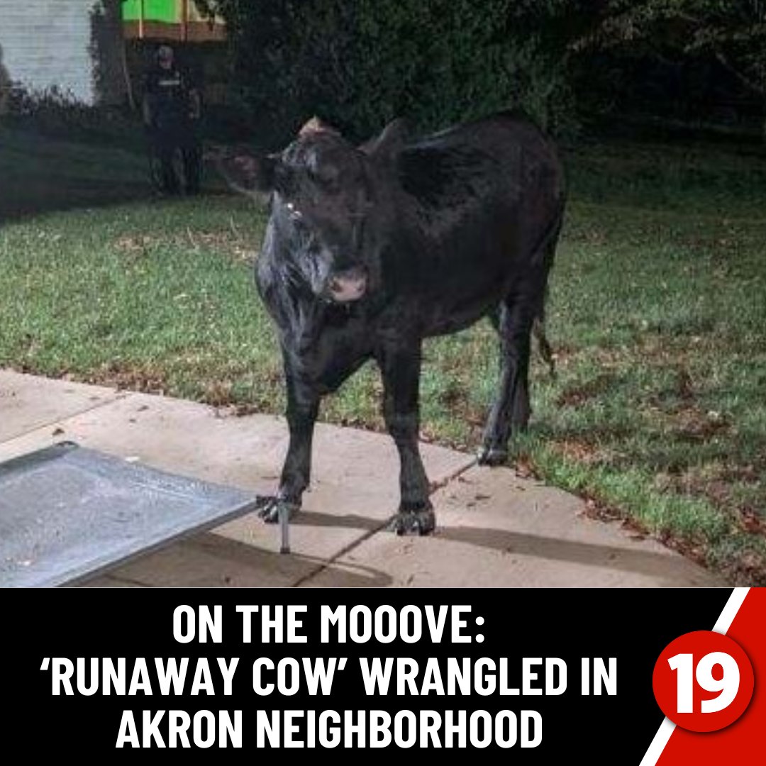 Akron Memes 32 Akron RFC Ideas | Rugby Quotes, Rugby Union, Rugby