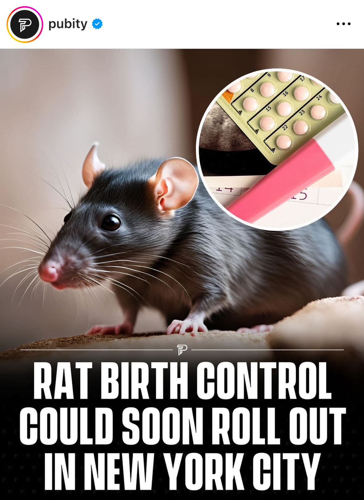 Memes Rat New Rat Template Comment Ur Egs...., Dm Fo Cr/re, Rat