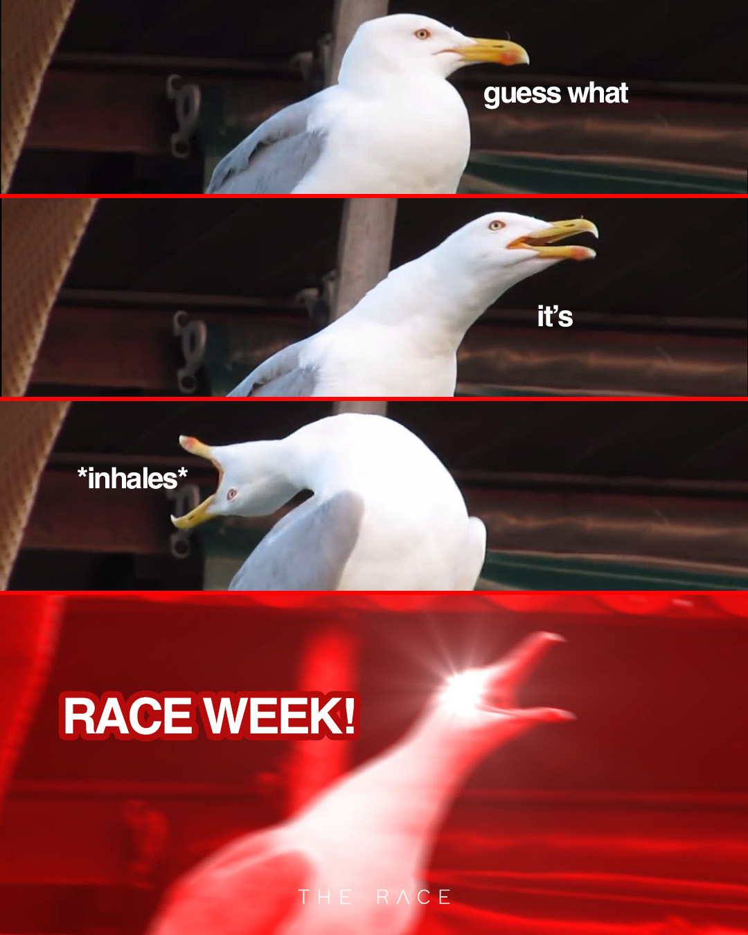 Phillip Island Memes Not Wilson#castaway #phillipschofield #familyguy