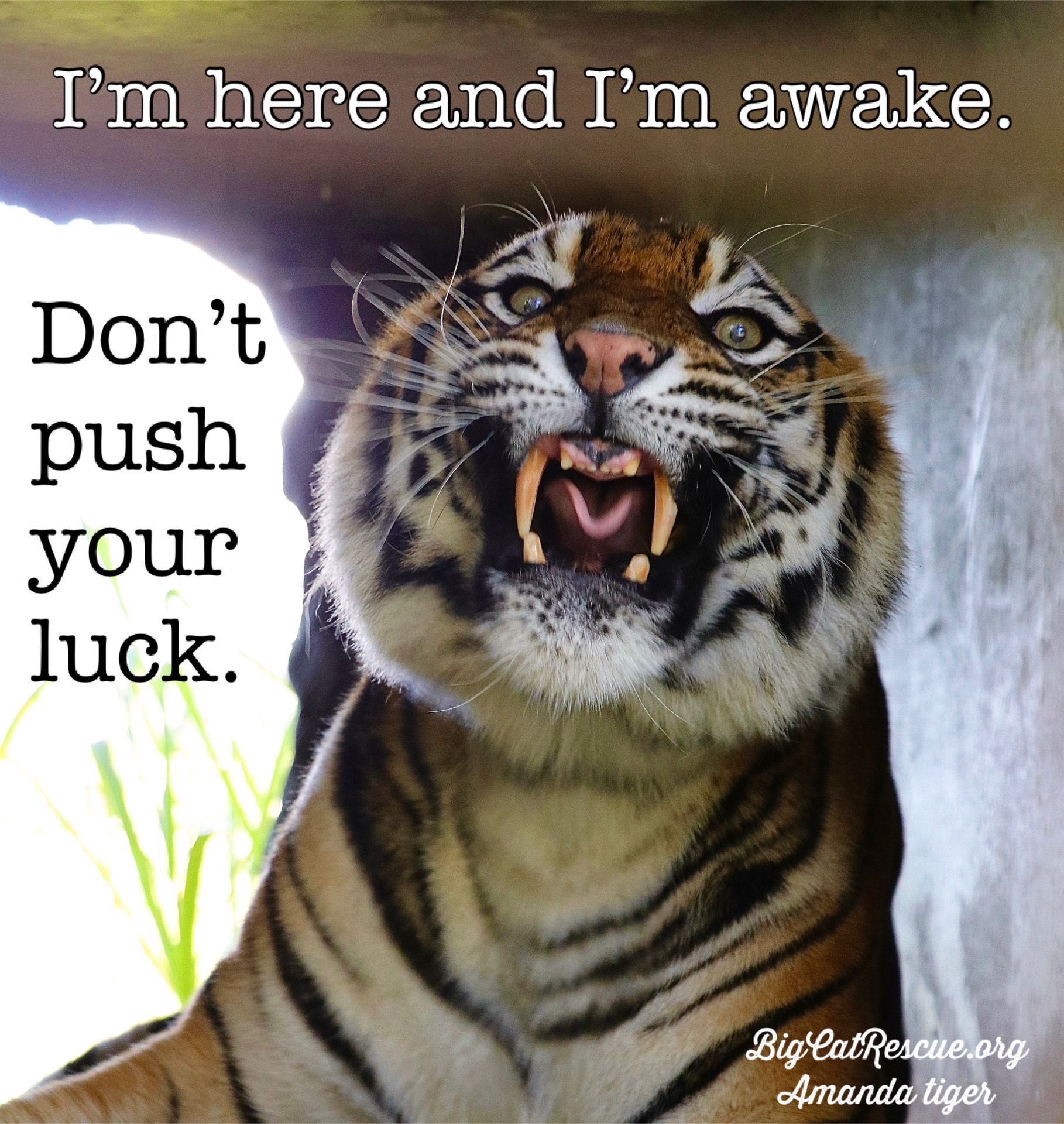 Funny Tiger Quotes Good Luck Tiger Parent Messages | Giving To RIT