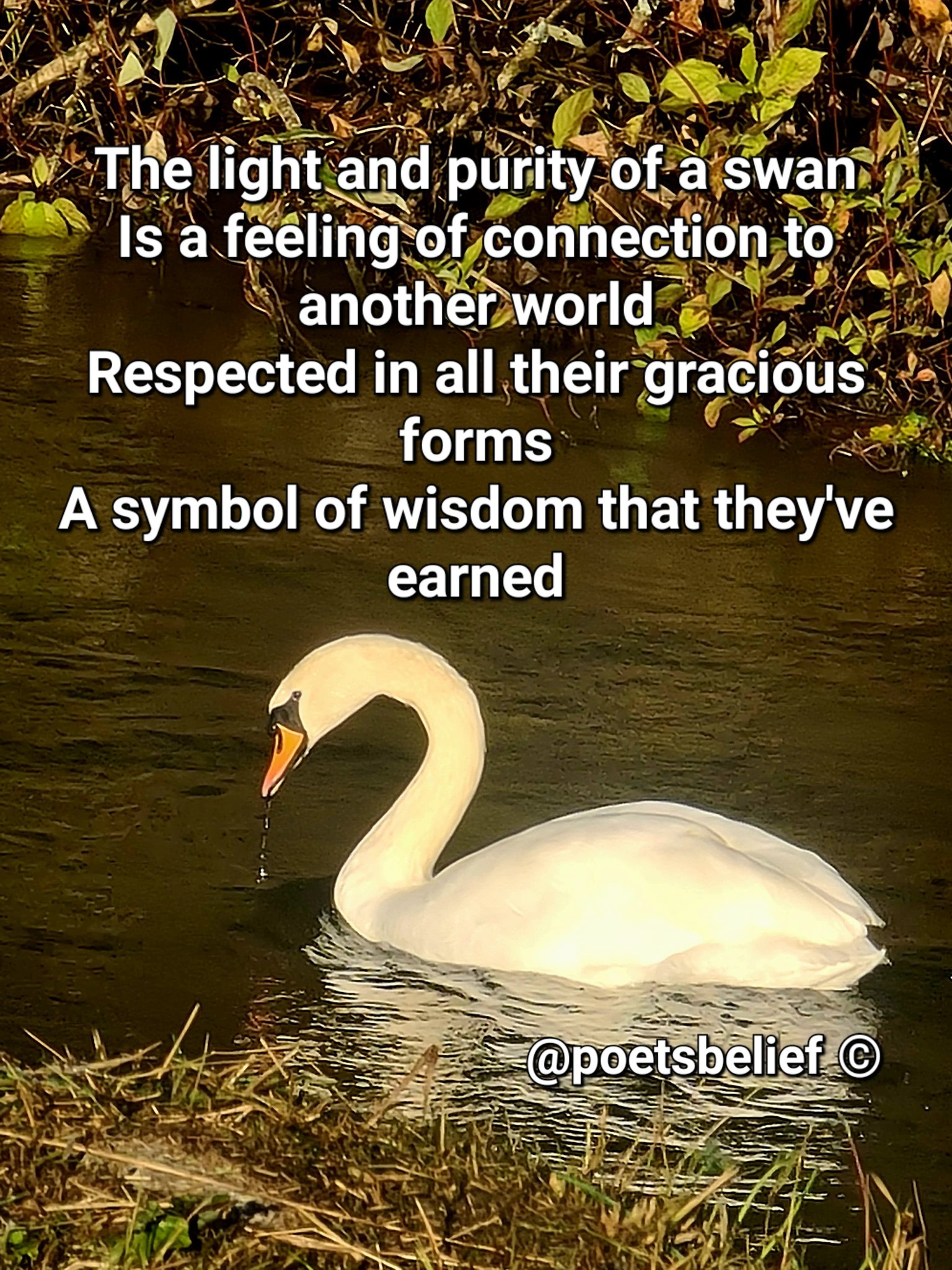 Beauty Of Swan Quotes Swan Song | August 18, 2024