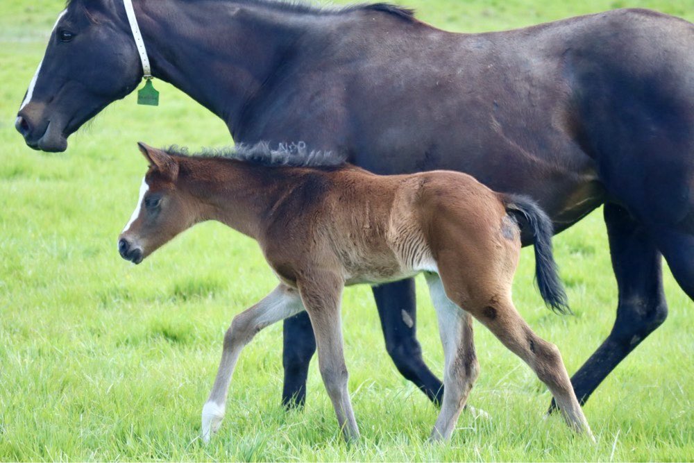 Riverbank Farm – BEAUTIFUL FAMILY RUN HORSE PROPERTY