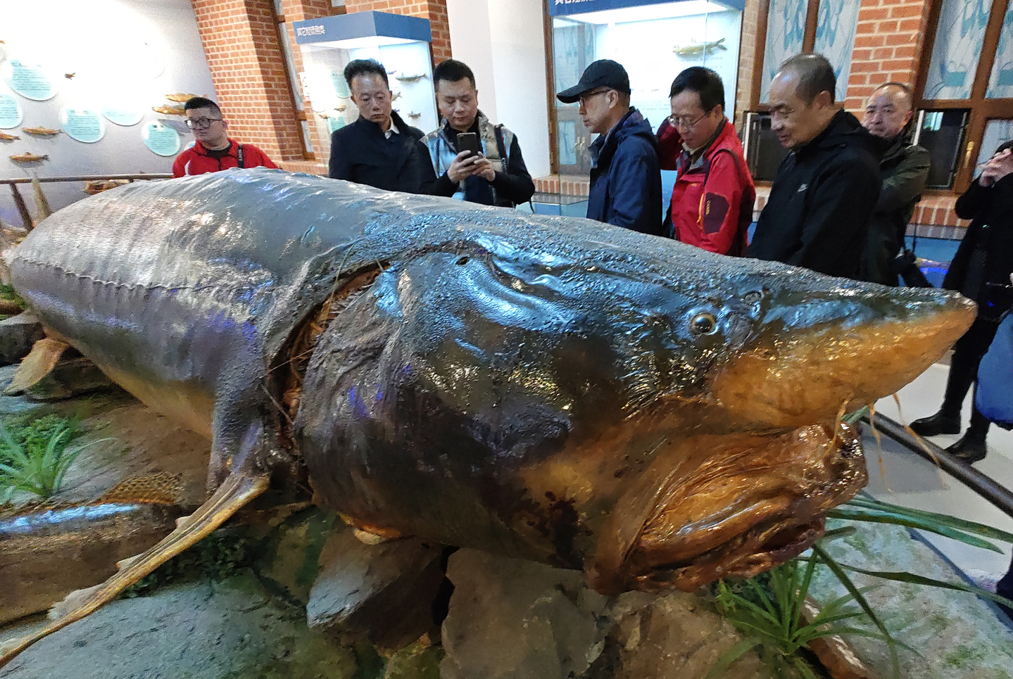 Chinese Freshwater Fish Chinese Paddlefish Goes Extinct From Yangtze