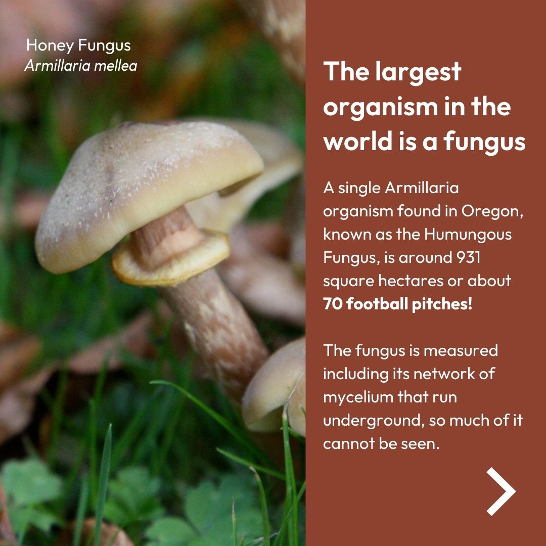 Largest Fungus In The World Fungi Are Among The Planet's Most