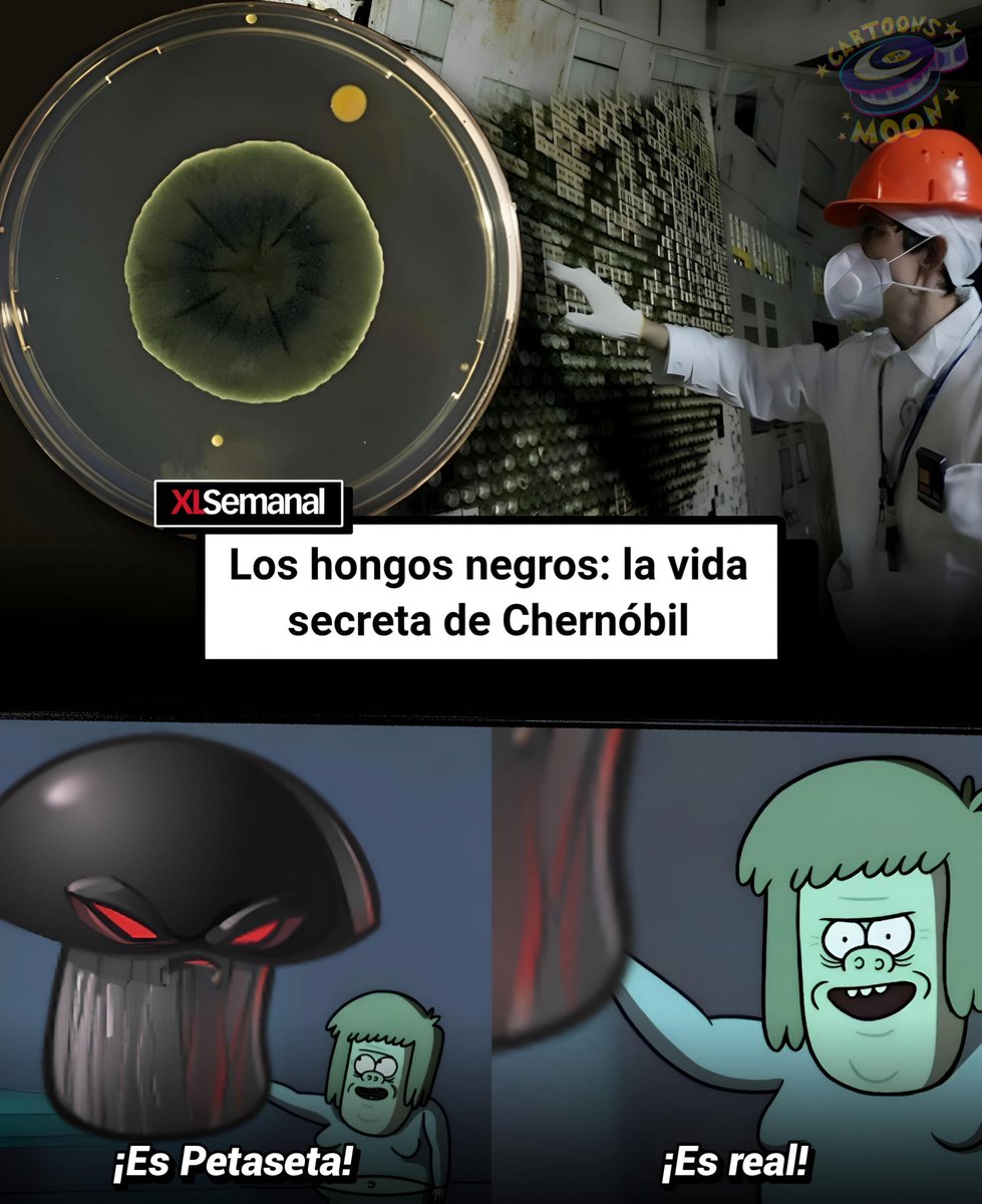 Memes Del Hongo