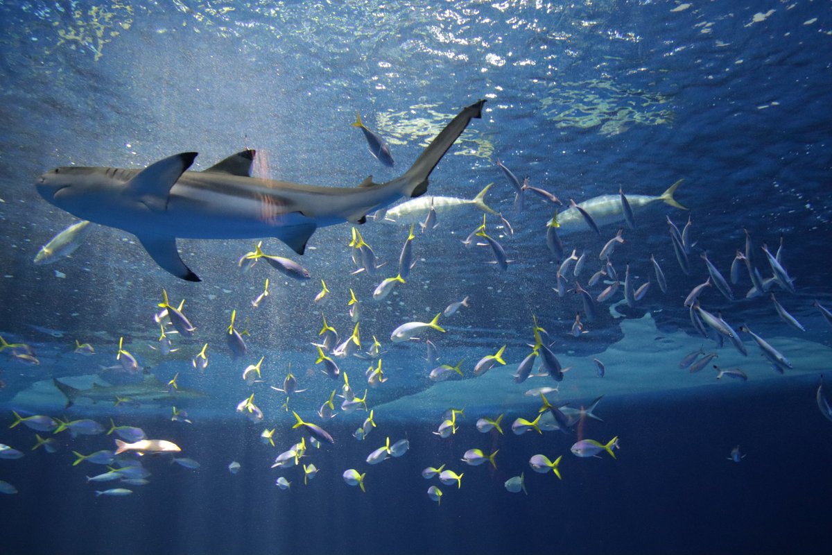 スカイライト🦙🐶(@SkyLIGHT_GAME) - Twilog (ツイログ)