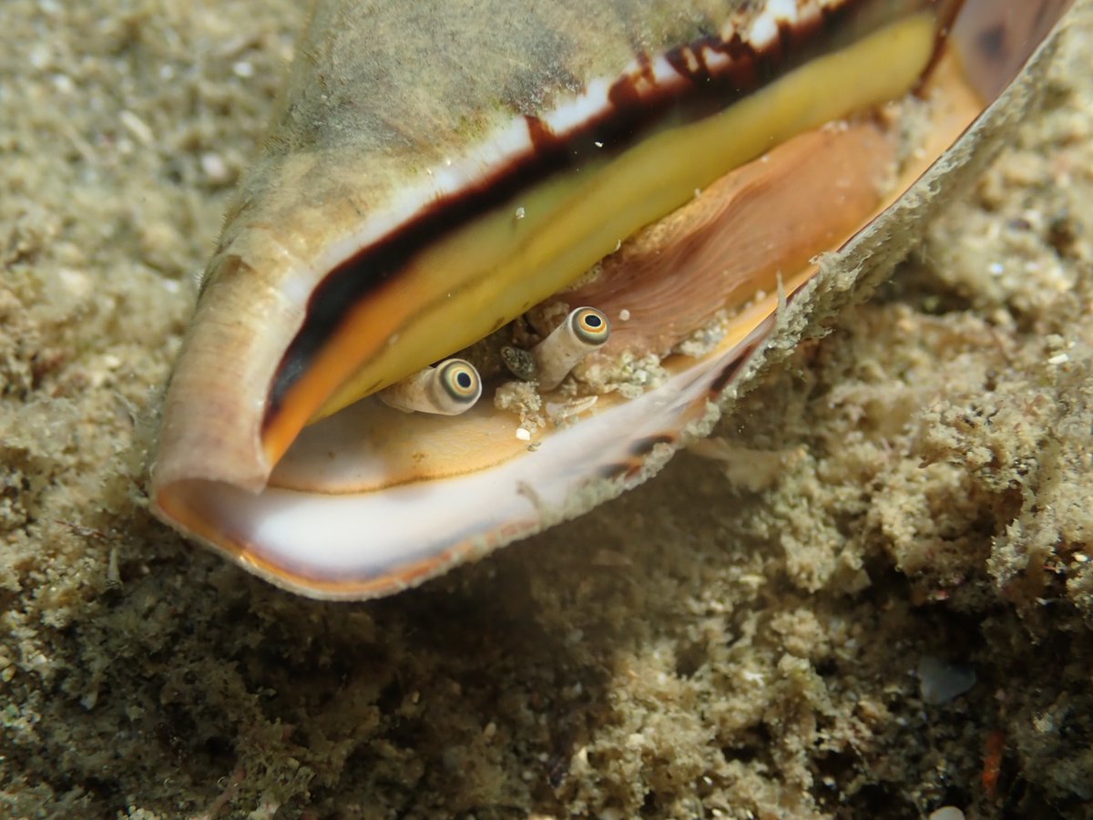 うなぎ(steel_eel)(@dancing_eel) - Twilog (ツイログ)