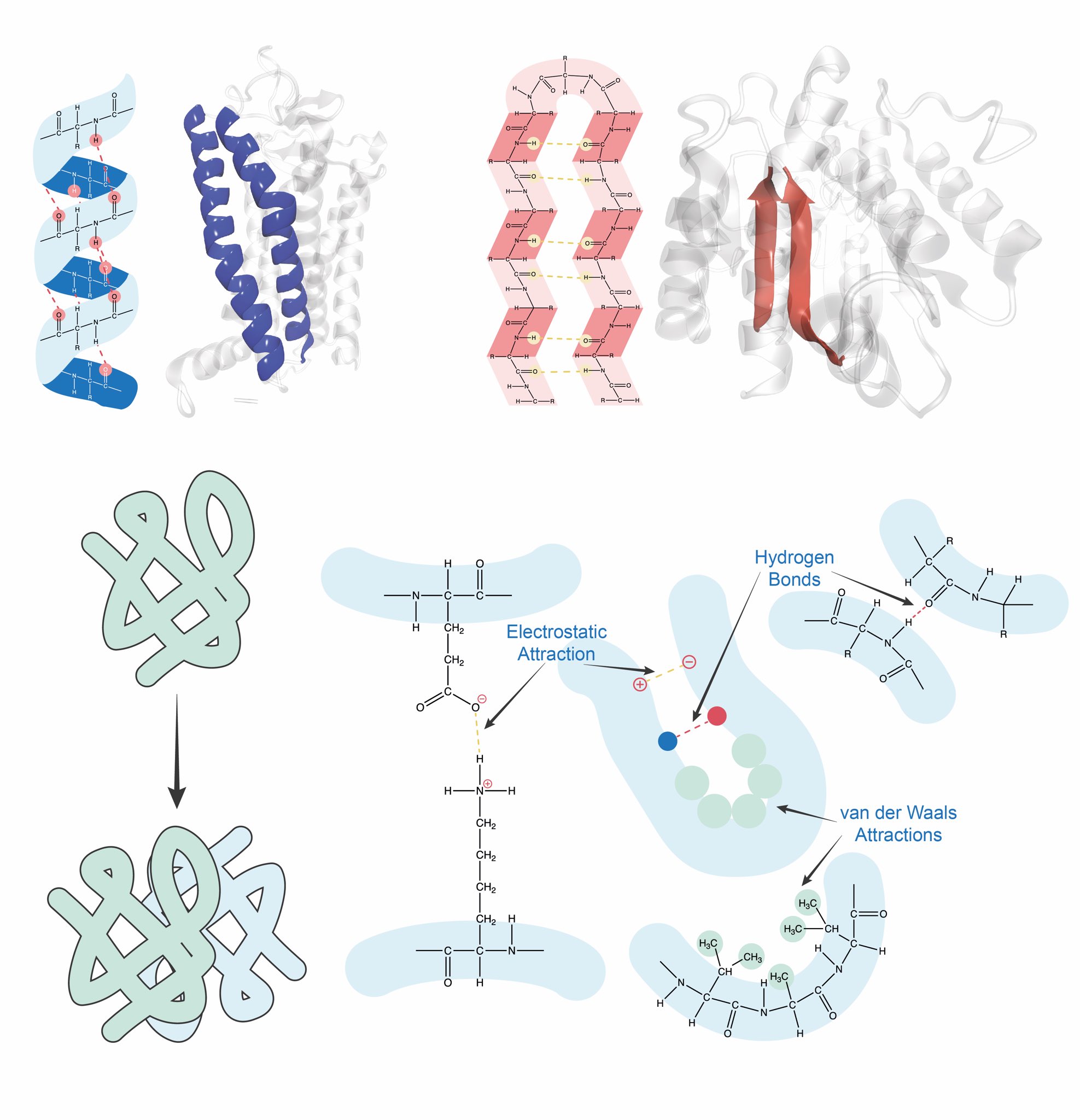 Protein Structure Levels Levels Of Protein Structure – Tertiary