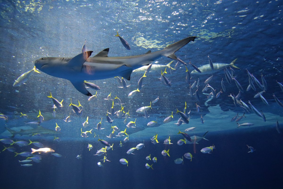 スカイライト🦙🐶(@SkyLIGHT_GAME) - Twilog (ツイログ)