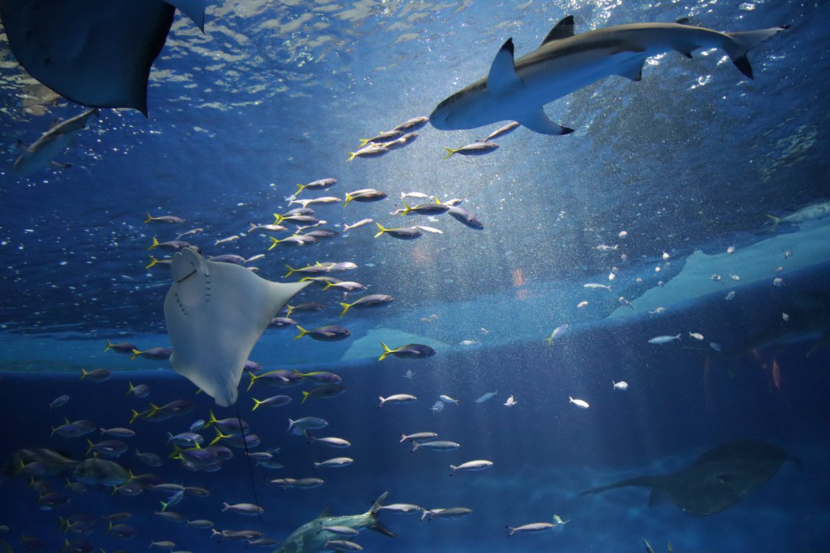 スカイライト🦙🐶(@SkyLIGHT_GAME) - Twilog (ツイログ)