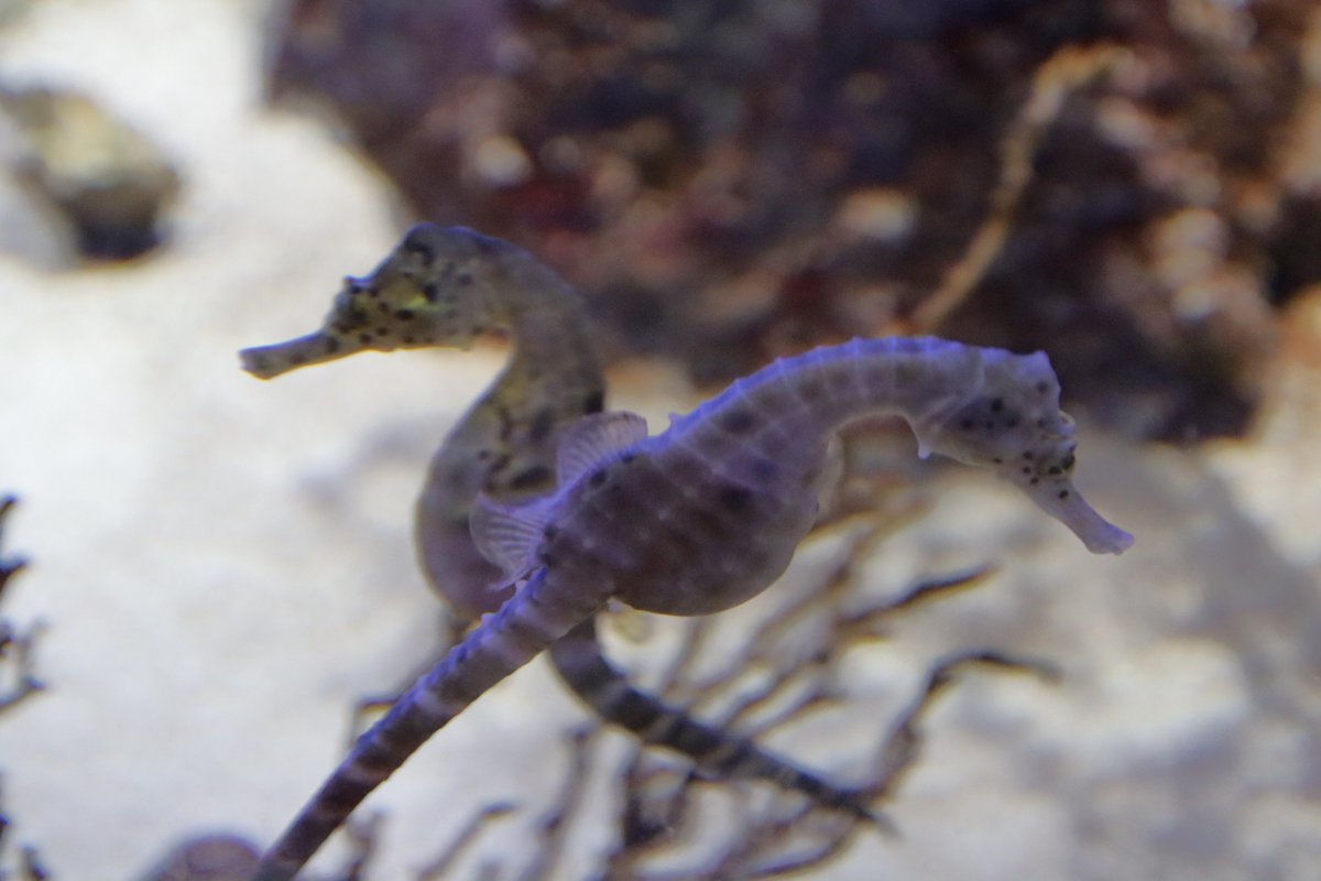 スカイライト🦙🐶(@SkyLIGHT_GAME) - Twilog (ツイログ)