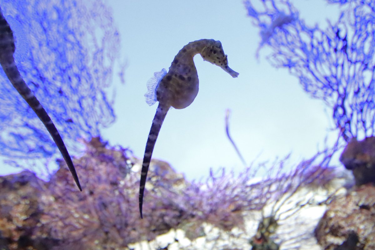 スカイライト🦙🐶(@SkyLIGHT_GAME) - Twilog (ツイログ)