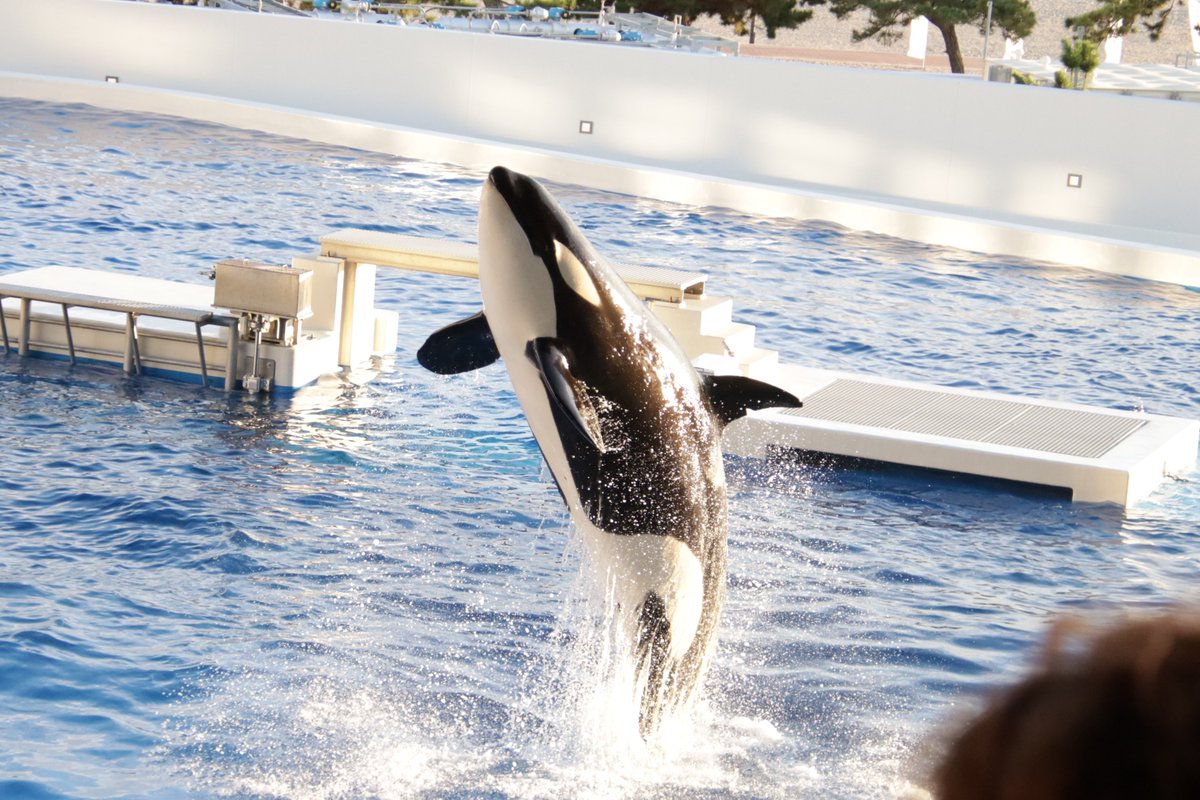 スカイライト🦙🐶(@SkyLIGHT_GAME) - Twilog (ツイログ)