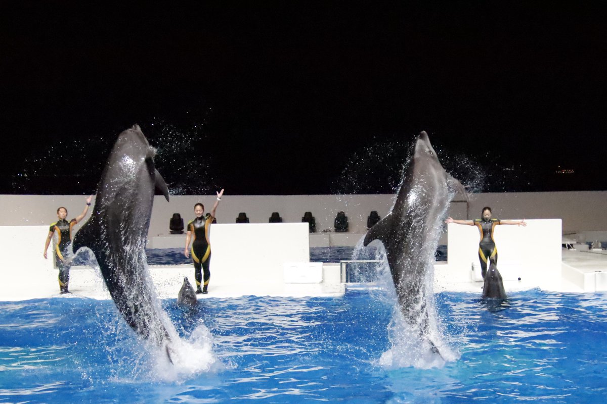 スカイライト🦙🐶(@SkyLIGHT_GAME) - Twilog (ツイログ)