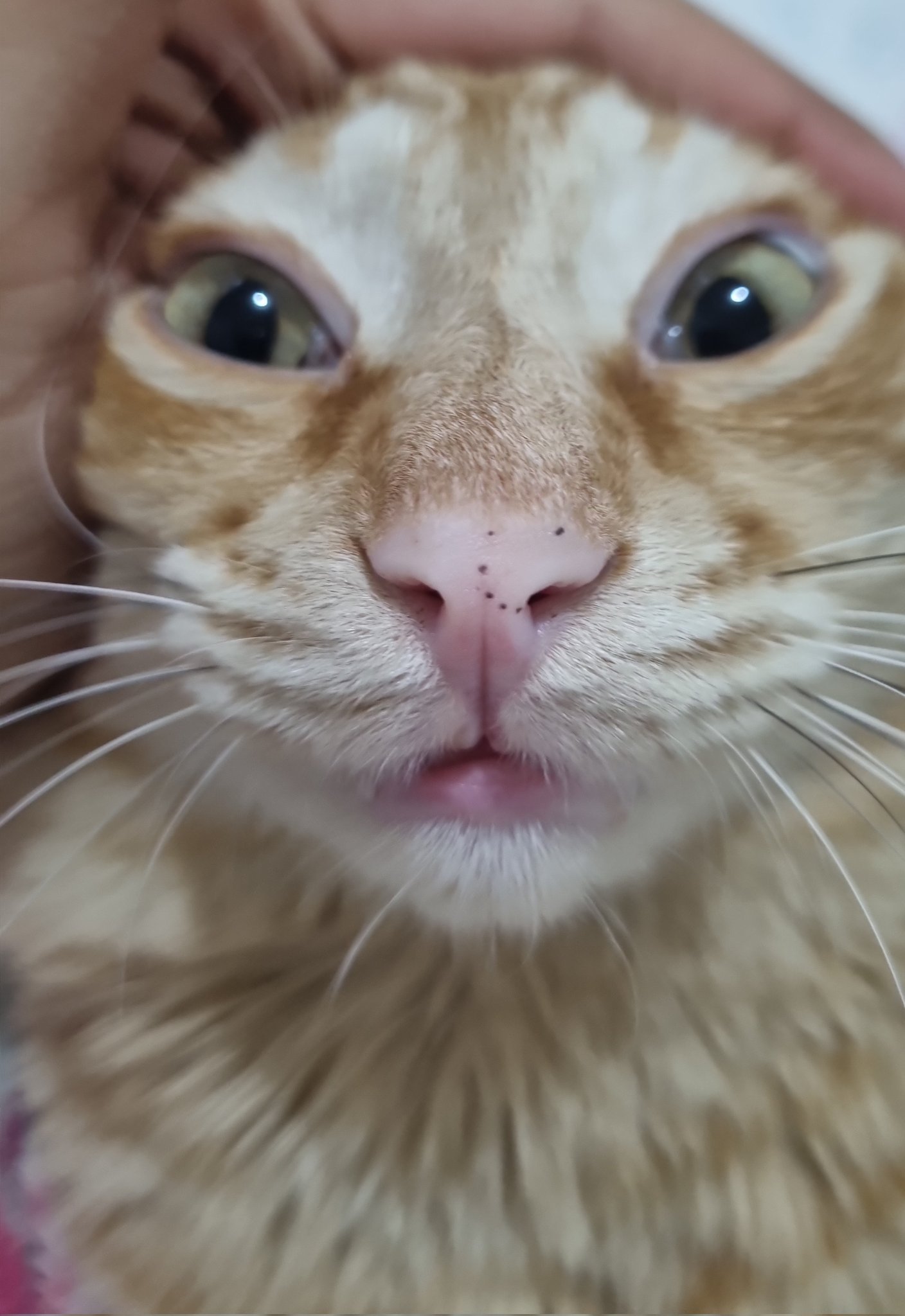 4chan Cat Memes UPDATE: They Were Adopted Together!!! Ginger And Angel