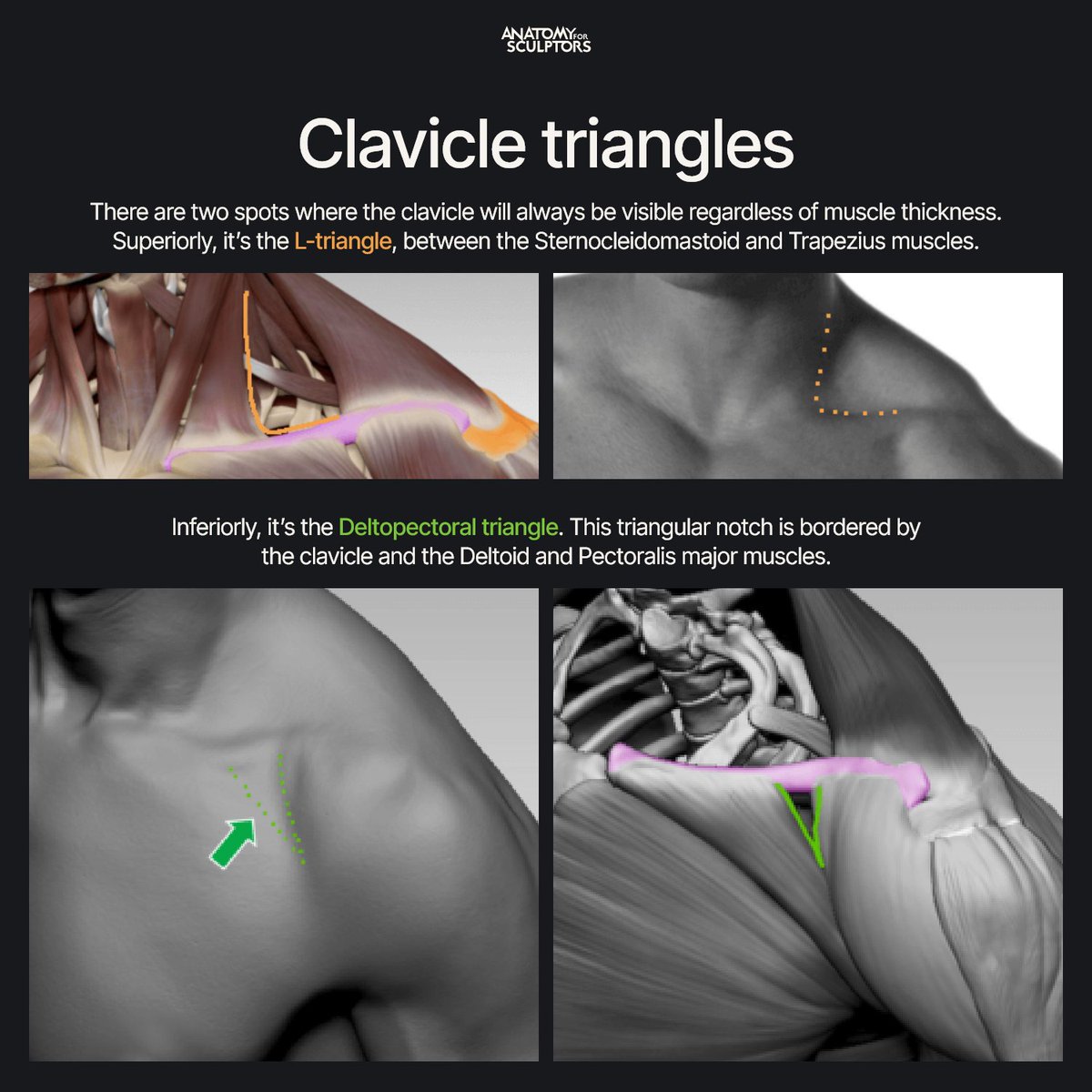 Deltopectoral Triangle Contents